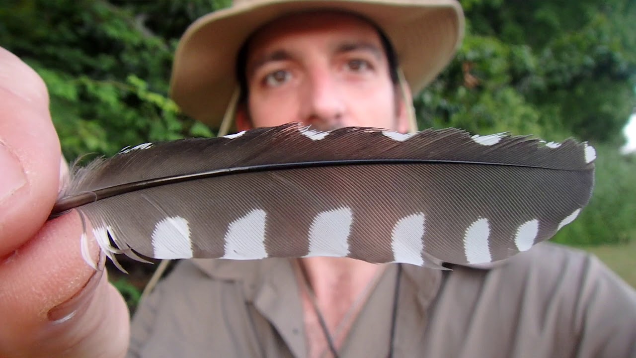 Bird Feathers Tell Secrets