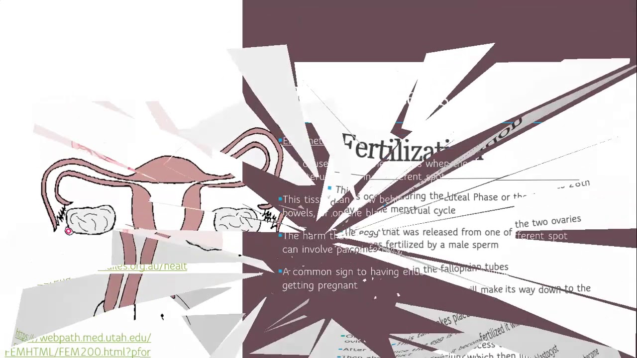 Female Reproductive System Power Point