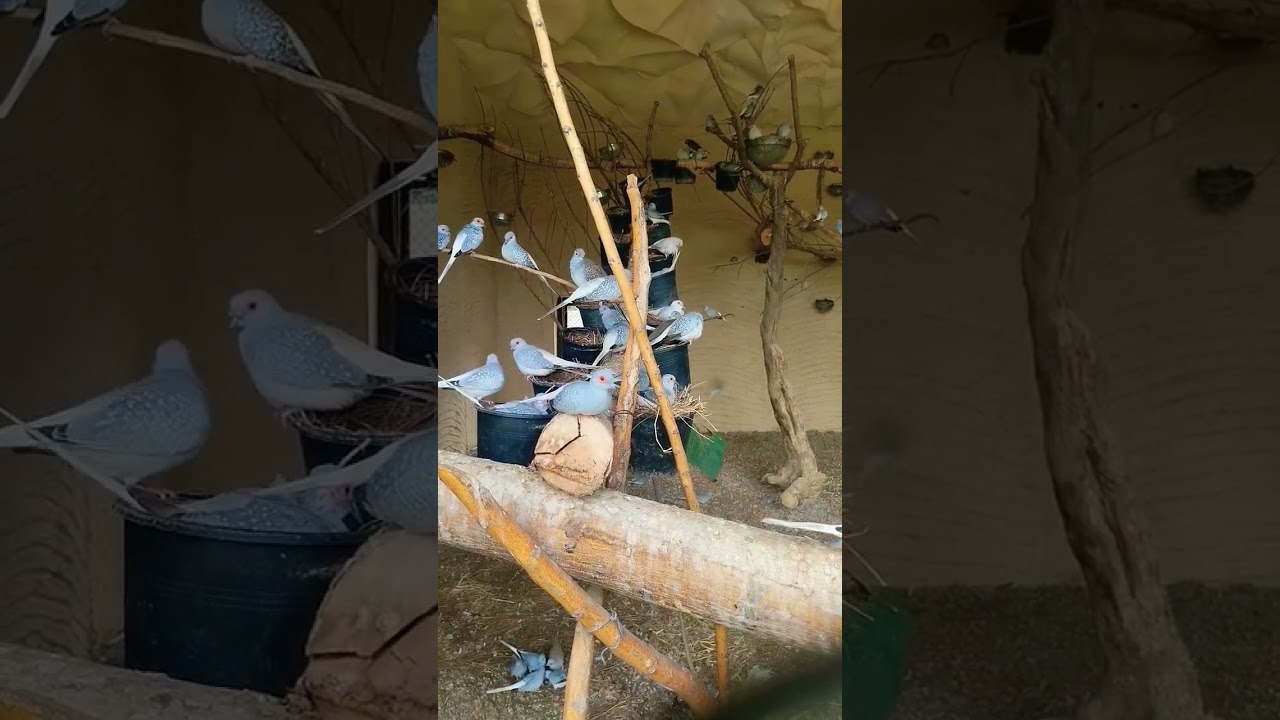 Dove setup || Dove farming #dove #birdsfarming #birdsetup #birdslover
