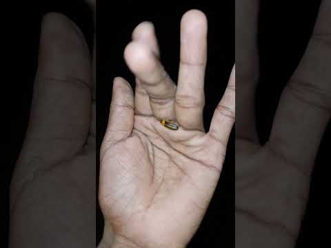 #firefly #insects #insect #luminous #fireflies