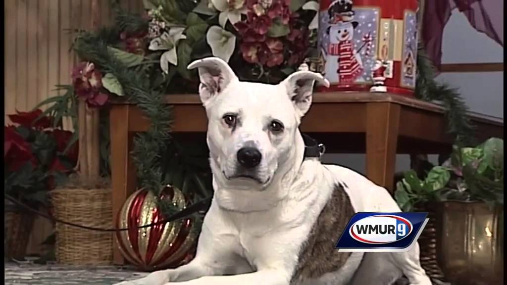 Adopt This Pet: Lola