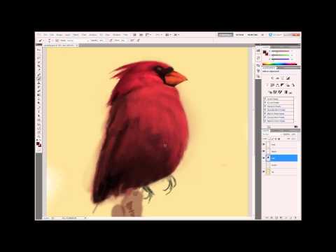 Cardinal Bird Digital Painting Time Lapse