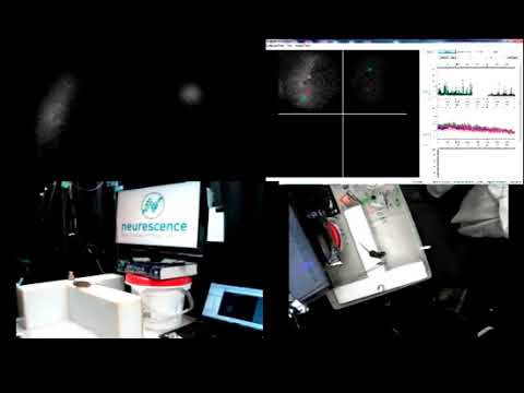 Neurescence Quartet® - T-Maze - Simultaneous multi-region Calcium Imaging in Freely Behaving Mice