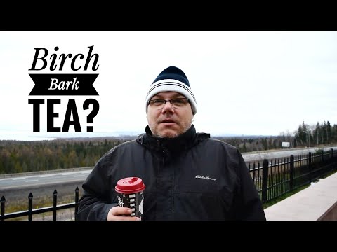 Birch Bark Tea?