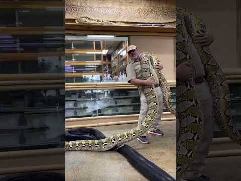 Epic Giant Snake! ????