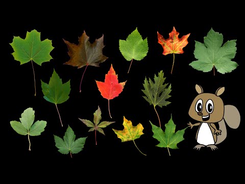 Maple Leaves - Nature / Fall Foliage - The Kids' Picture Show (Fun & Educational Learning Video)