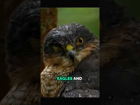 Animals that sleep with one eye open š². #shorts #animals