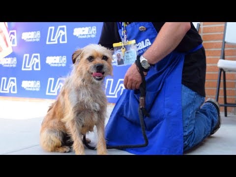 NEW spcaLA Pet Adoption Center | NOW OPEN!