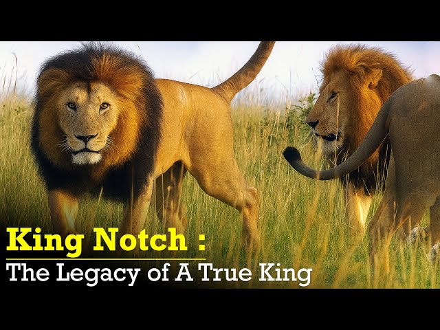 The Rise and Legacy of King Notch: The Greatest Lion in the World ...