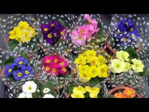 17 Japanese Flower Meanings