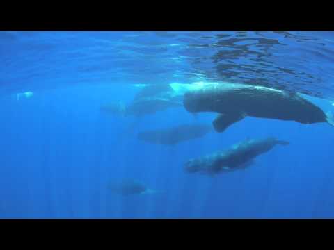 Moby Dick, Chapter 96, the Try-Works (Encore Post), with sperm whale ...