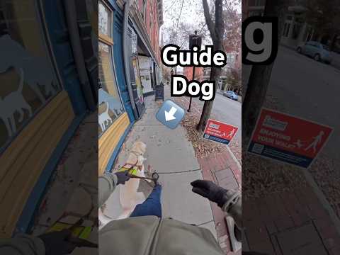 Speaking To Guide Dogs While They Are Working #guidedog #dog #dogs