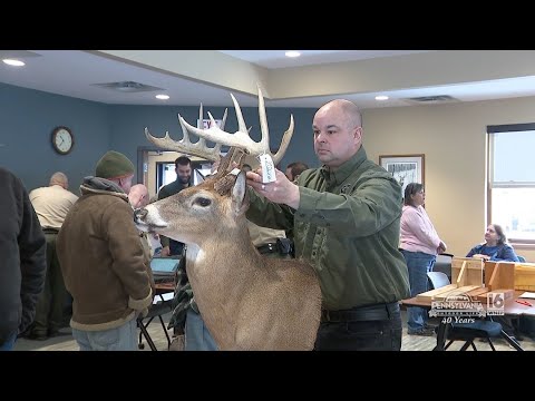 Antler and Skull Measuring