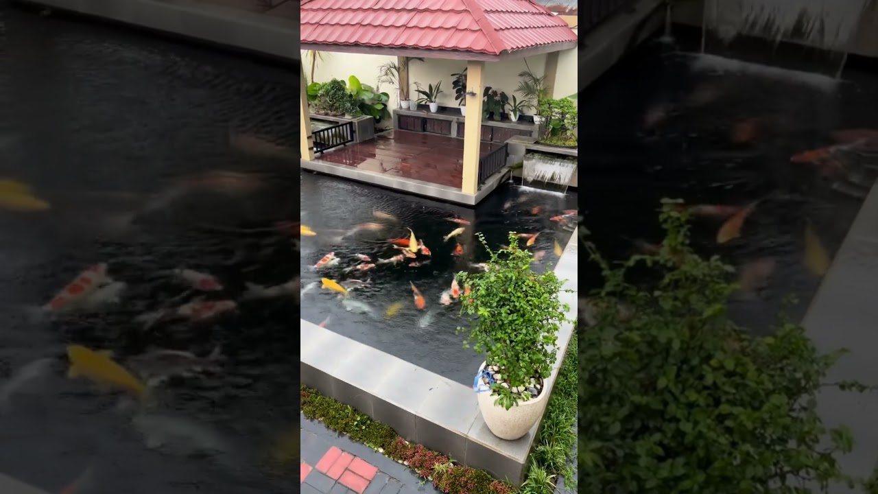 TROPICAL GARDEN KOI POND