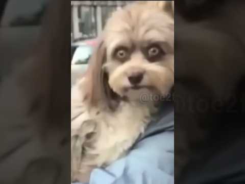 Skinwalker DOG #shorts