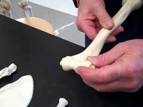 Lab 7 bones of the upper limb, CCRI Newport, Dr. J's class, part 1.