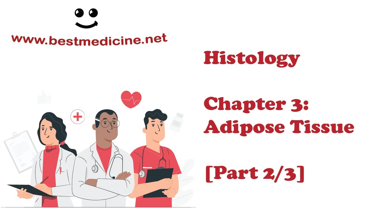 Histology Chapter 3: Adipose Tissue - Lecture 2/3