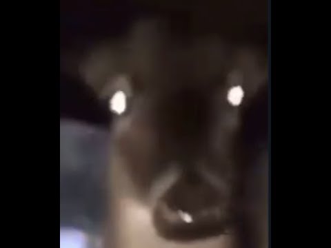 Steam Community :: Video :: gmod fists versus local skinwalker