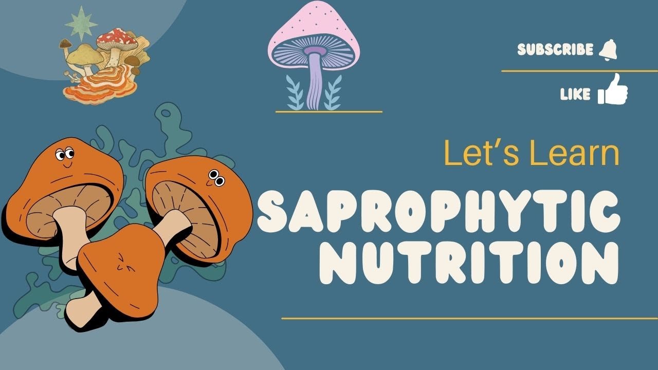 Saprophytic mode of Nutrition I class 10 CBSE Life processes