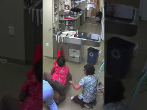 Dog Escapes the Vet????