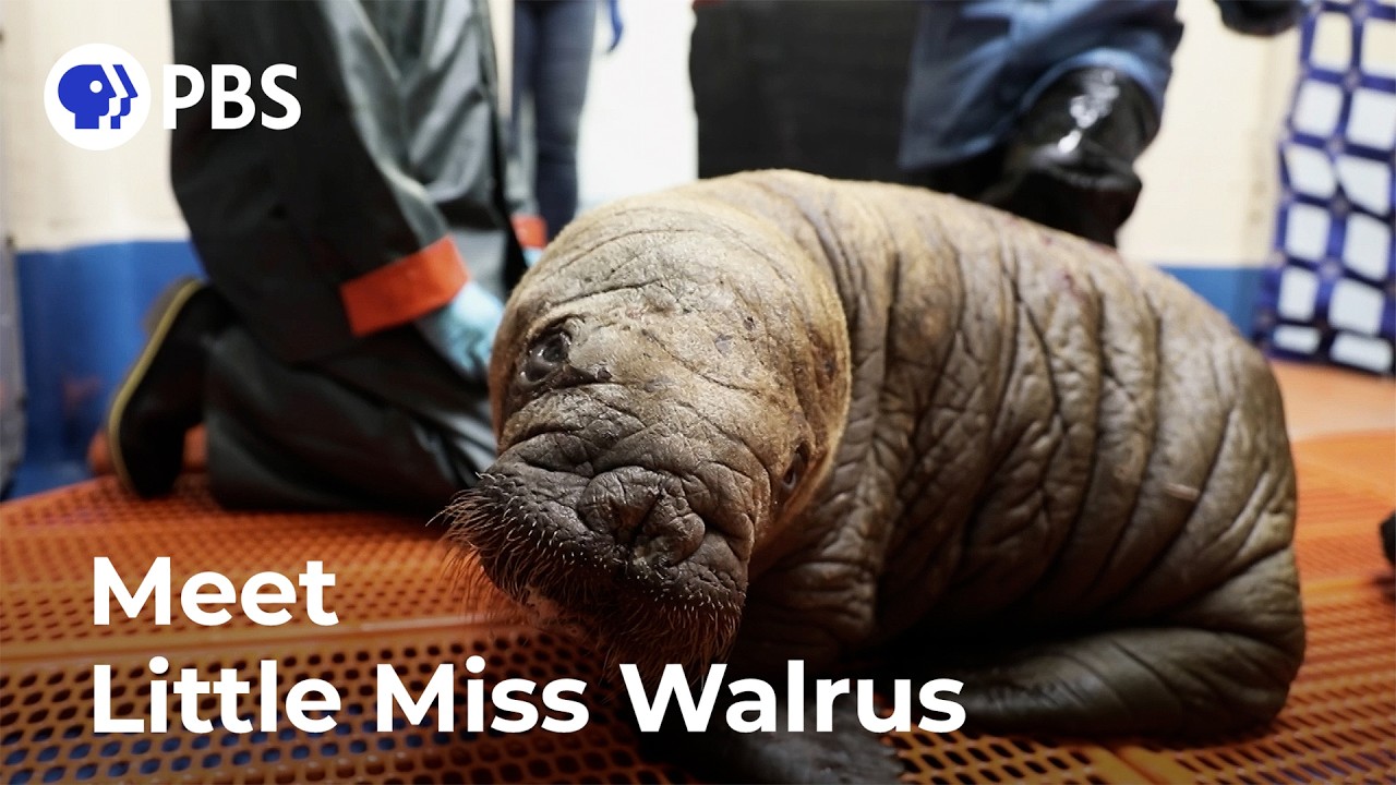 This Tiny Walrus Will Melt Your Heart