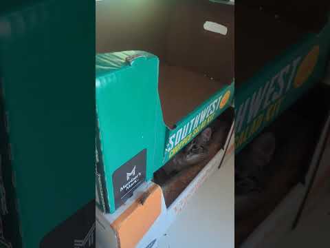 Cat Condos made from their favorite thing, Cardboard Boxes.