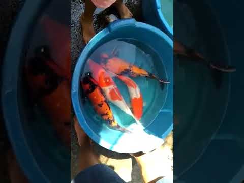 Travel to koi fish farm 😍😍. beautiful japanese koi fish