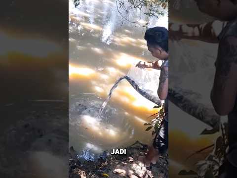 WOW‼️MELEPAS RIBUAN IKAN CUPANG KE SUNGAI‼️ #shorts