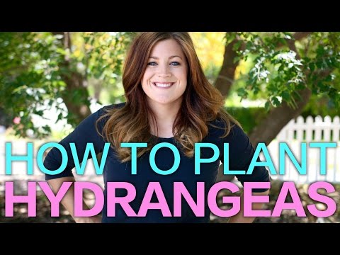 How to Plant A Hydrangea // Garden Answer