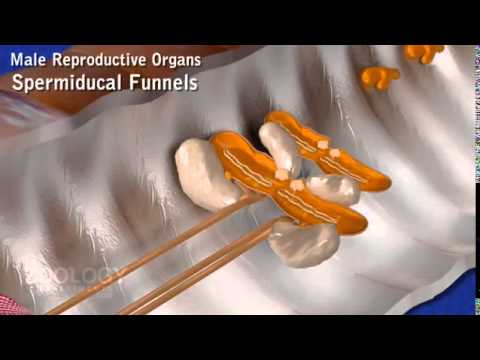 Biology Animation - Earthworm Reproductive System