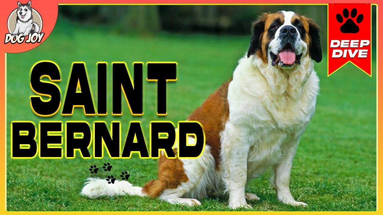 Gentle Giants: A Complete Guide to SAINT BERNARDS