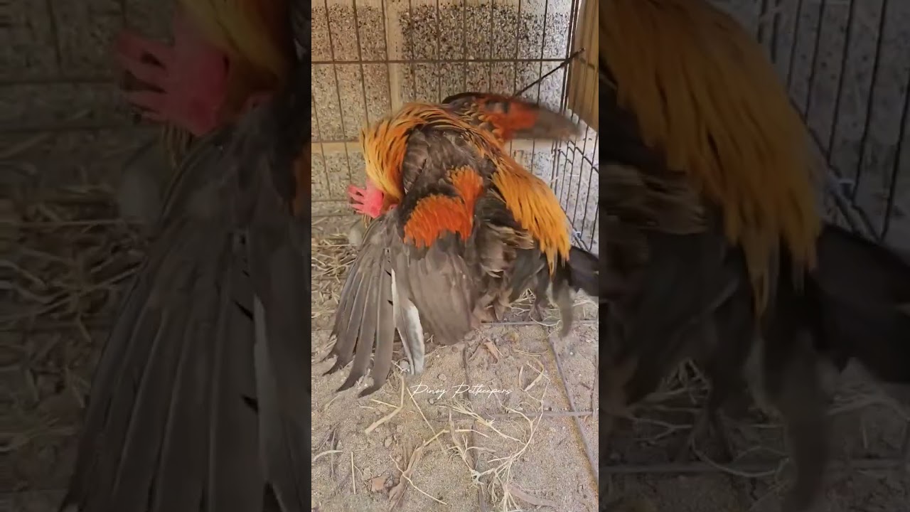 breeding bantam #miniature #bantam #rooster #youtubeshorts