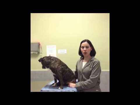 Veterinary video on the dangers of xylitol on dogs
