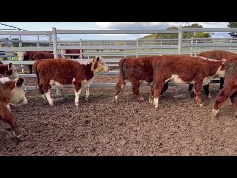 Banool Spring Drop Steers