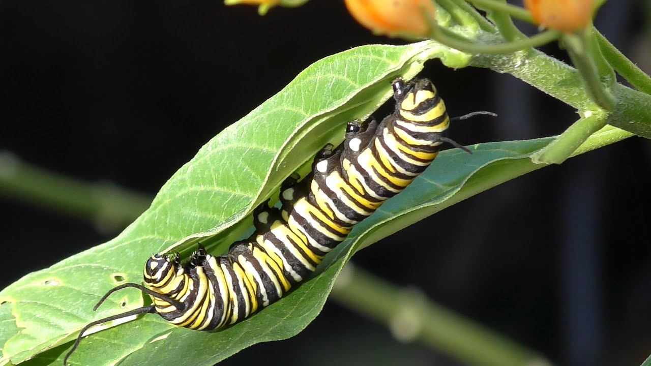 Monarch Caterpillars Eating FYV
