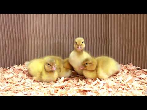 Saxony Ducklings