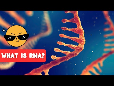 What is RNA? | Types of RNA