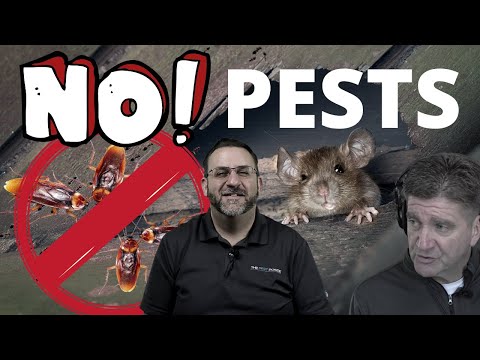Getting Rid Of Pests In Your Home - Mice, Ants, Bed Bugs, Bats, Snakes & More! DIY or Call The Pros?