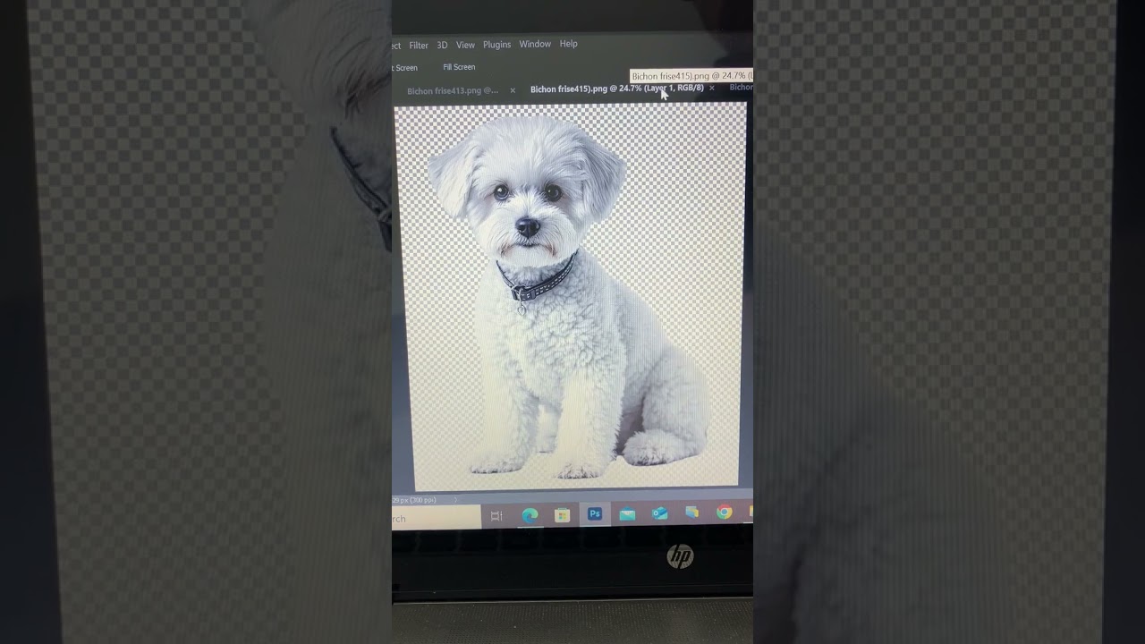 Bichon frise clipart bundle, 5 clipart, vector illustrations