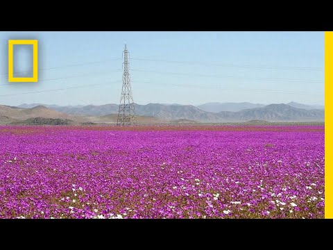 See One of Earth’s Driest Places Experience a Rare Flower Boom | National Geographic