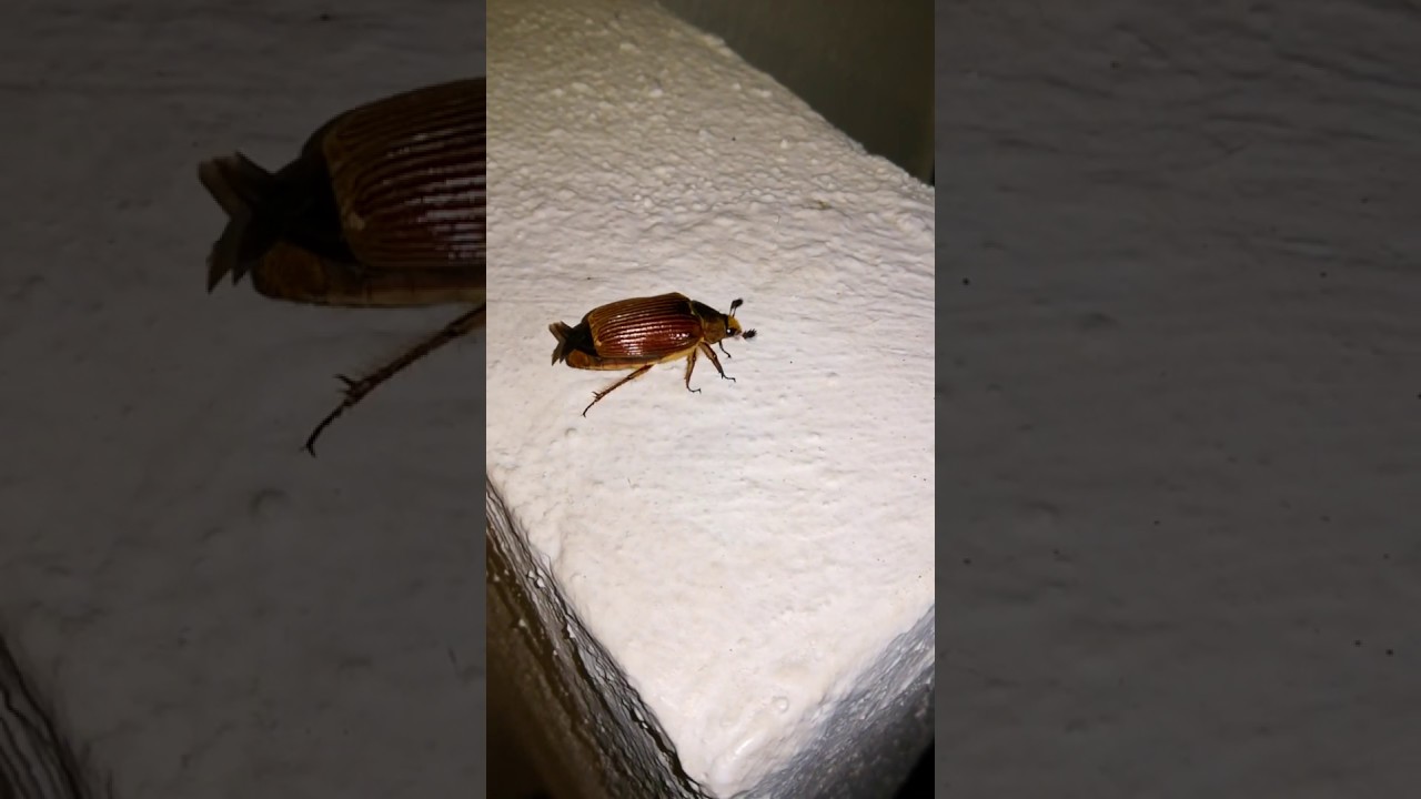 loud june bug