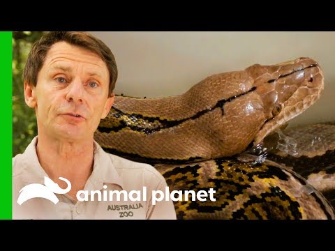 Reticulated Python Needs Extra Help To Shed Her Skin | Crikey! It's The Irwins