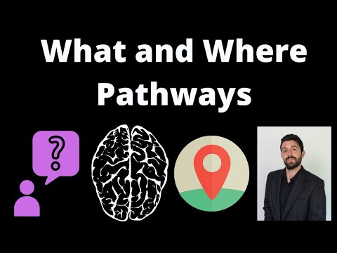 What and Where Pathways