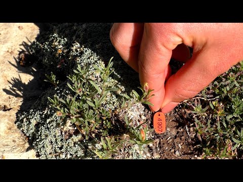 Minute Out In It: Sentry Milkvetch Monitoring