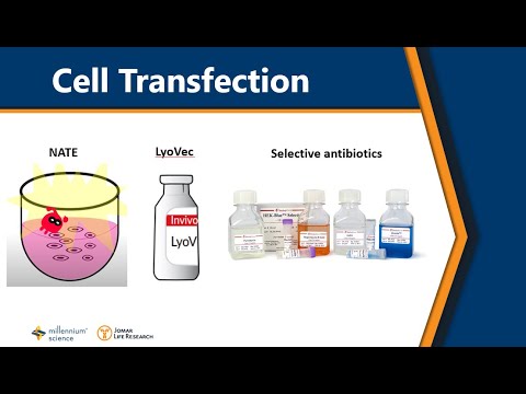 Cell Transfection – InvivoGen