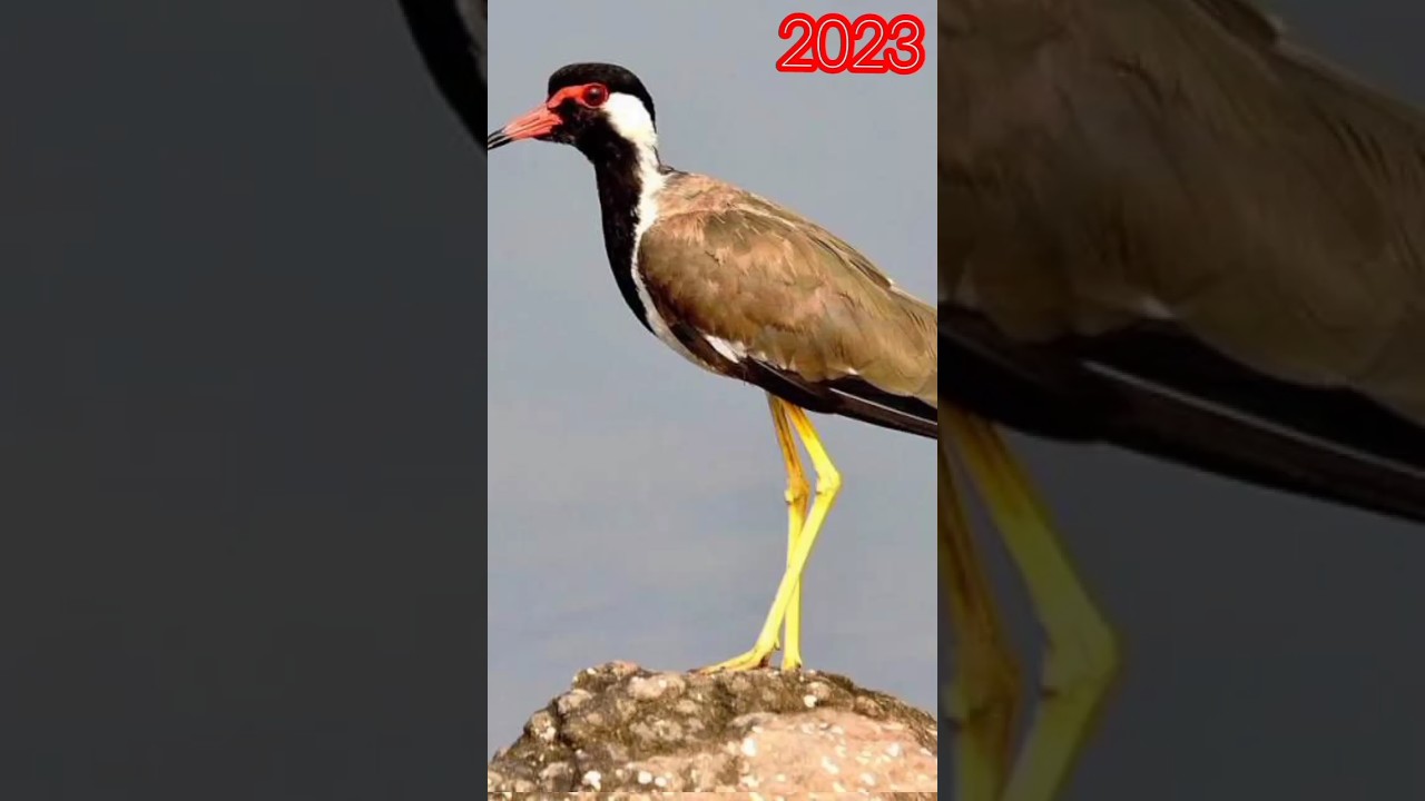 2023 Pewit and 500 years ago  Pewit #viralvideo #trending #animal