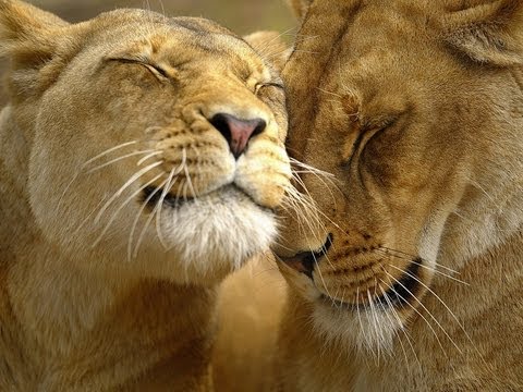 Queen - You're my Best Friend - Lyrics on screen