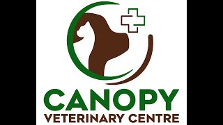 Veterinary Clinics in Jurong West, Singapore - Expert Recommendations