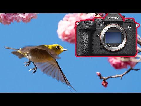 Sony A9 III: Fantastic niche camera (ILCE-9M3)