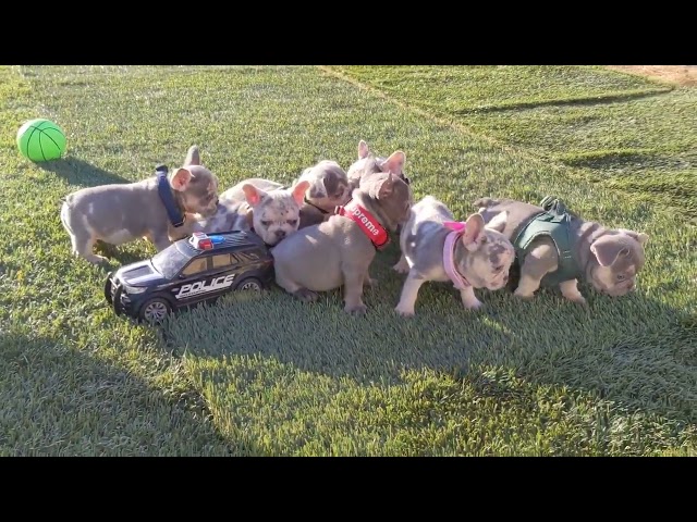 Homepage - Southcoast Puppies California